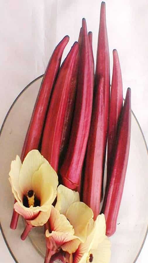 ନାଲିଭେଣ୍ତି ସ୍ବାସ୍ଥ୍ୟ ପାଇଁ ବରଦାନ ସଦୃଶ, ପ୍ରତିଦିନ ଖାଇଲେ ପାଖ ମାଡ଼ିନଥାଏ ଏହି ...